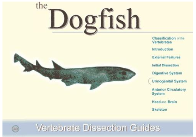 Vertebrate Dissection Guide – the Dogfish – KIC3Rs