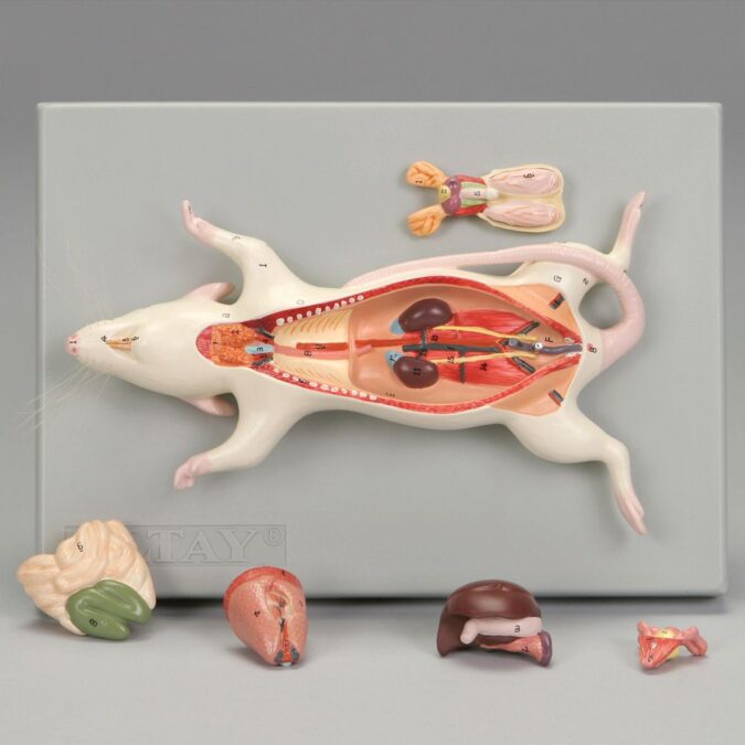 Altay Dissection Model – KIC3Rs