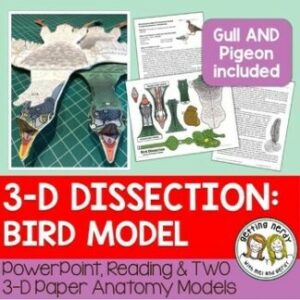 Paper Dissection – Scienstructable 3D Dissection Model – KIC3Rs
