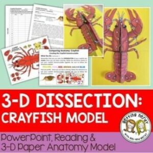 Paper Dissection – Scienstructable 3D Dissection Model – KIC3Rs