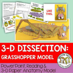 Paper Dissection – Scienstructable 3D Dissection Model – KIC3Rs
