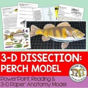 Paper Dissection – Scienstructable 3D Dissection Model – KIC3Rs